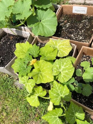 Knowledge Base - LeafSide